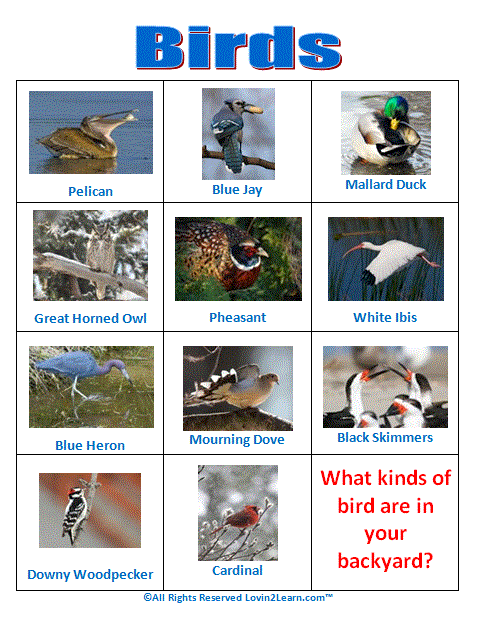 Super Subjects - Super Science - Life Science - Animal Groups - Birds