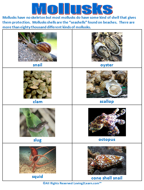 Super Subjects - Super Science - Life Science - Animal Groups - Mollusks