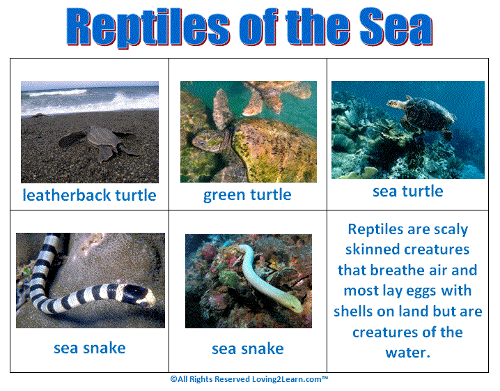 Super Subjects - Super Science - Life Science - Water - Reptiles of the Sea